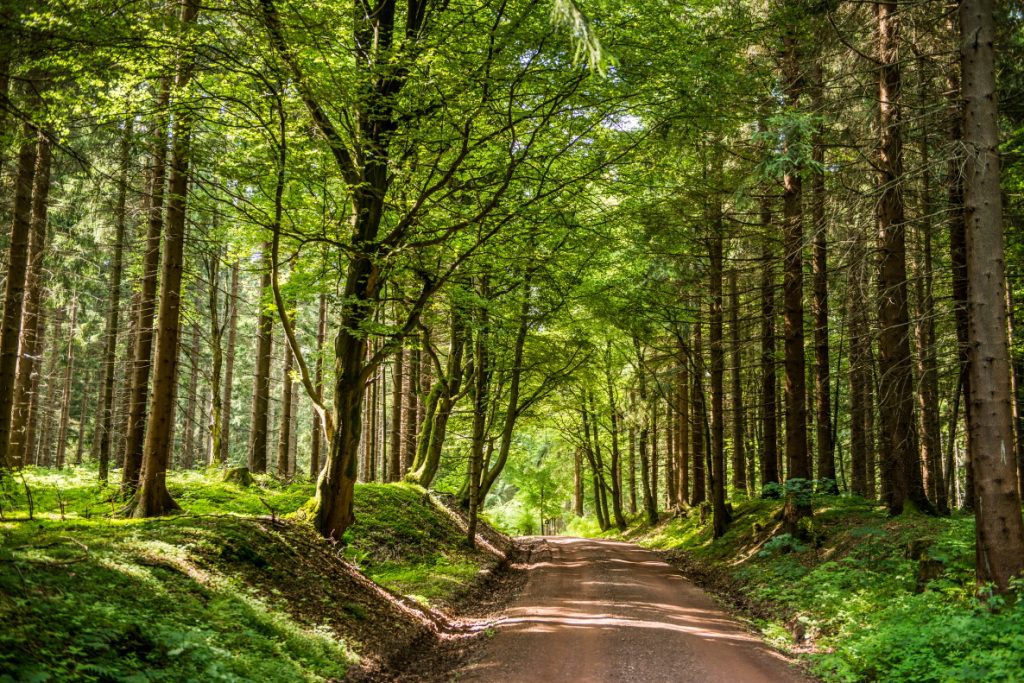 der Rennsteig im Thüringer Wald08 | Ferienhaus Lichtung