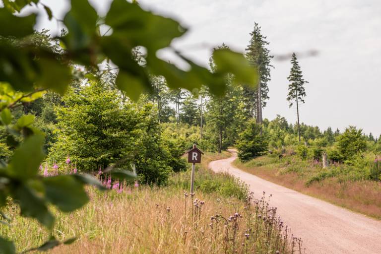 Rennsteig im Thüringer Wald: Ein Wanderparadies | Ferienhaus Lichtung