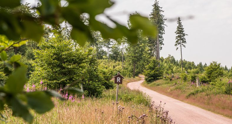 Der Rennsteig im Thüringer Wald | Ferienhaus Lichtung